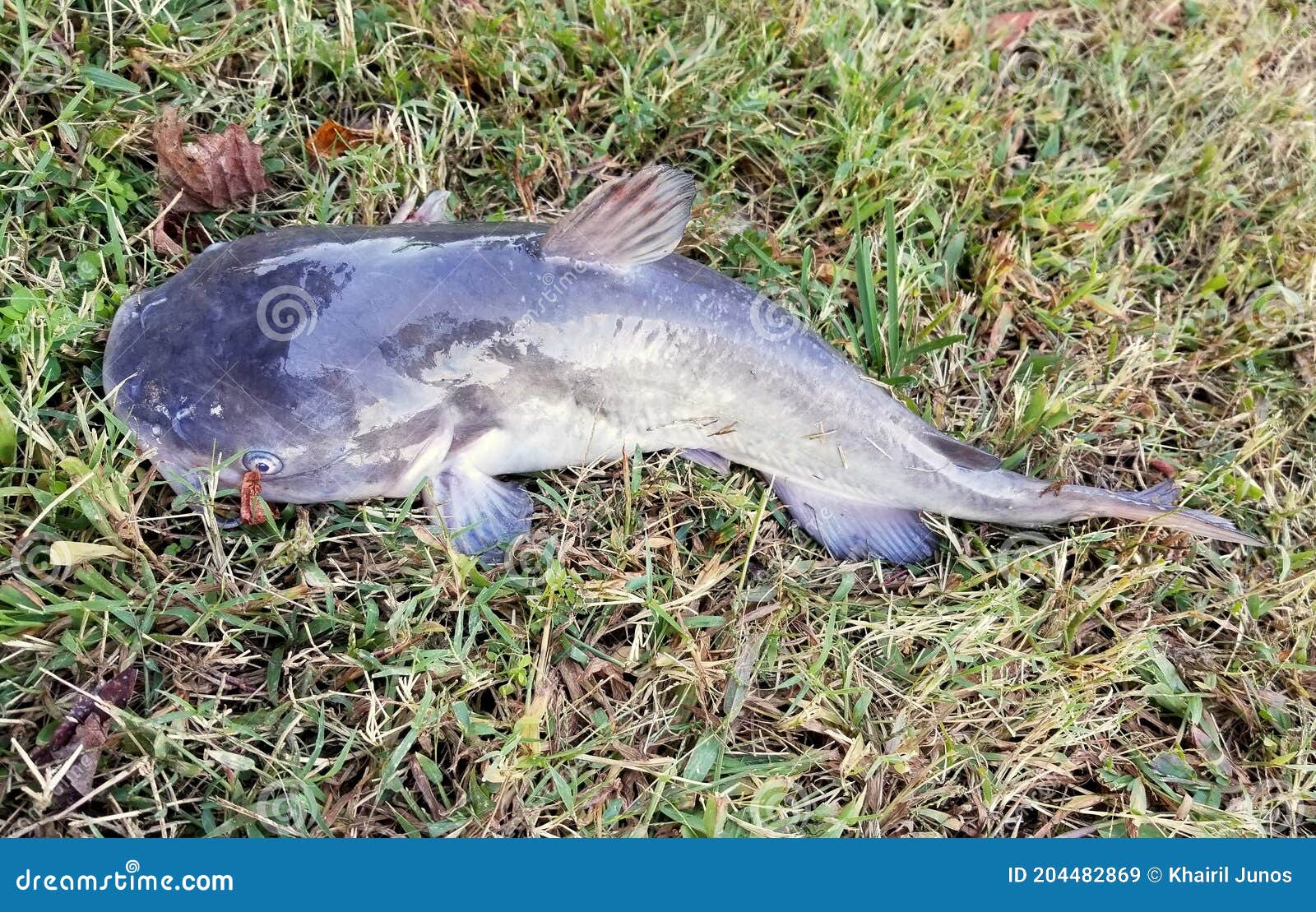 A Big Channel Catfish on Top of the Ground Stock Image - Image of ocean ...