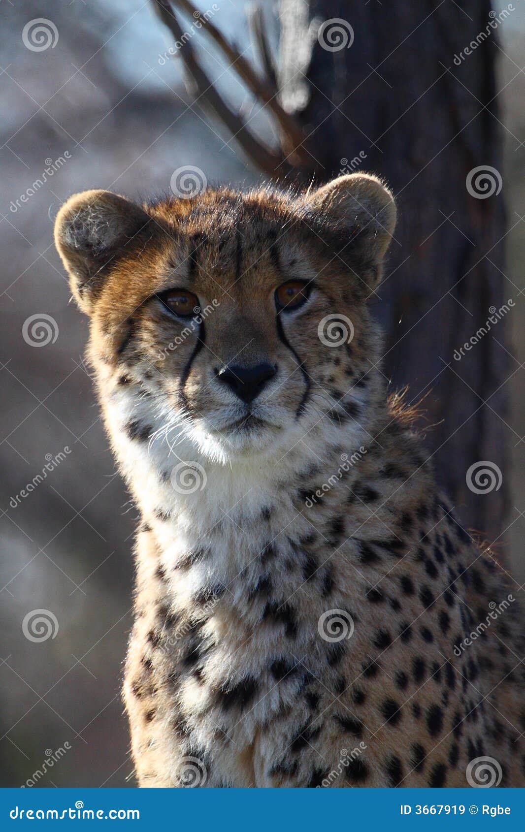 Big cheetah stock image. Image of looking, animals, stare - 3667919
