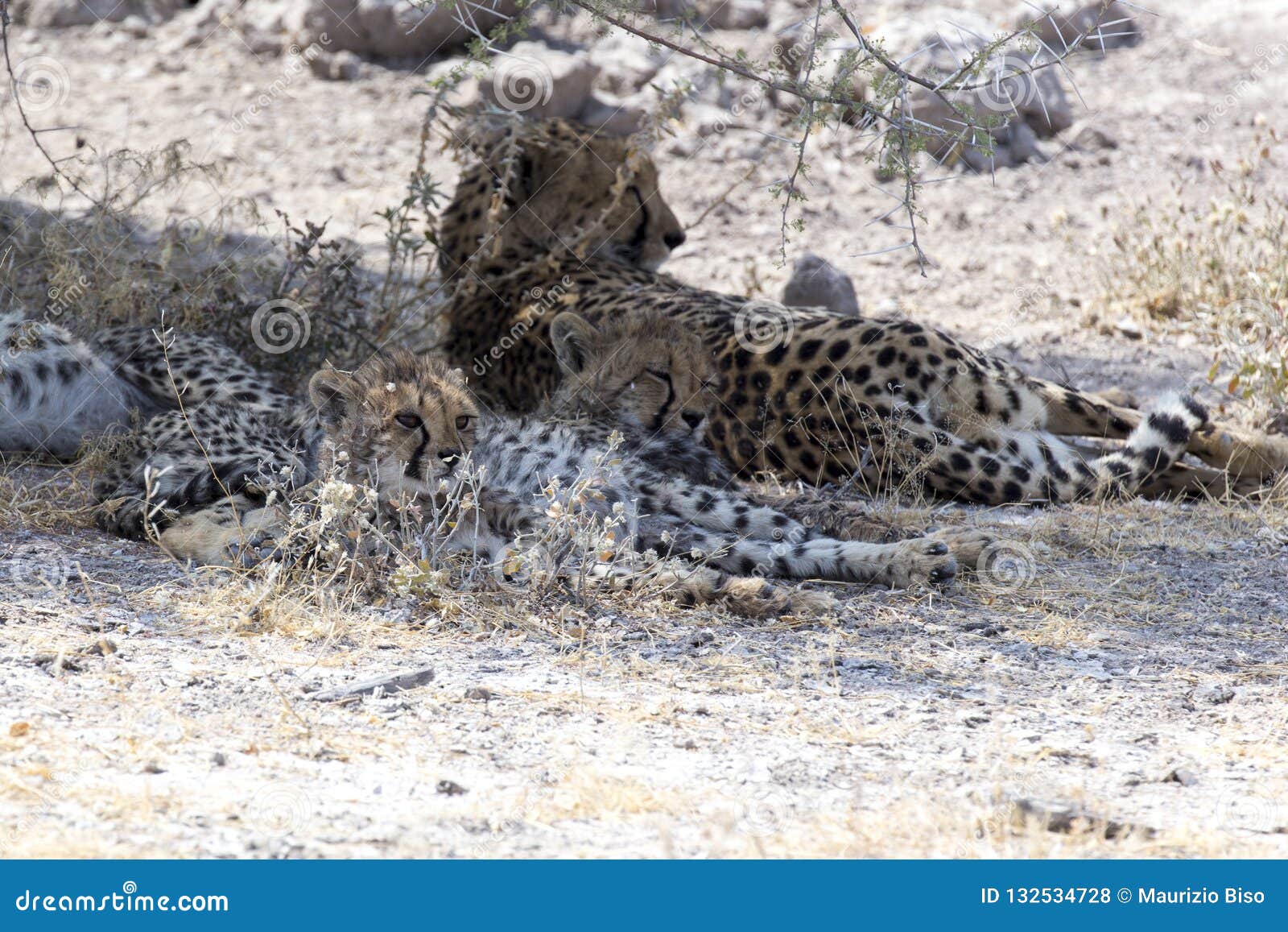 Big cheetah with puppies stock photo. Image of cute - 132534728