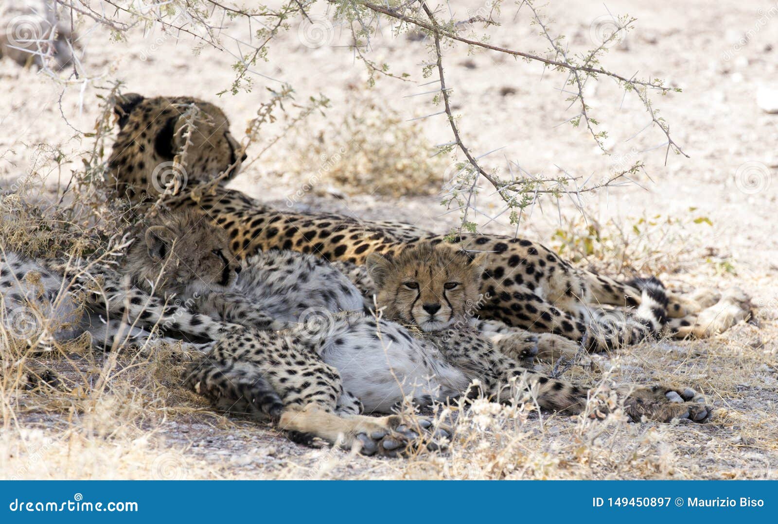 Big Cheetah with Puppies in Namibia Stock Image - Image of captive ...