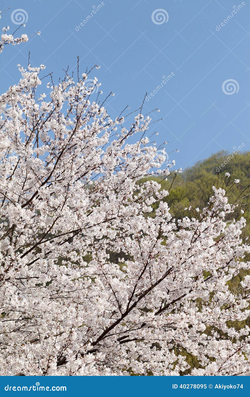 Big cherry blossom tree stock image. Image of botany - 40278095