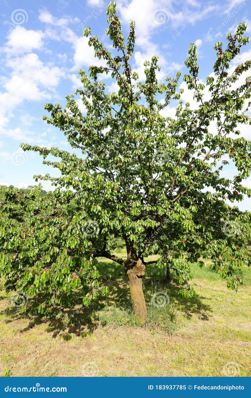 Big Cherry Tree with Many Red Cherries Stock Image - Image of ciliegia ...