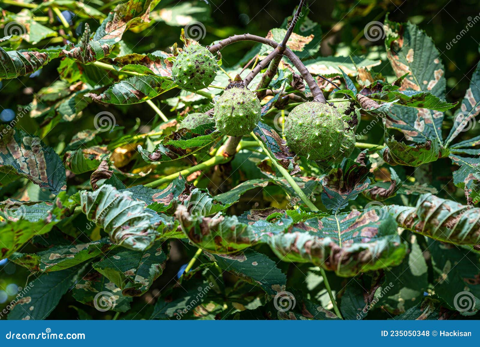Big Chestnut Tree with a Lot of Spiny Chestnuts Stock Photo - Image of ...