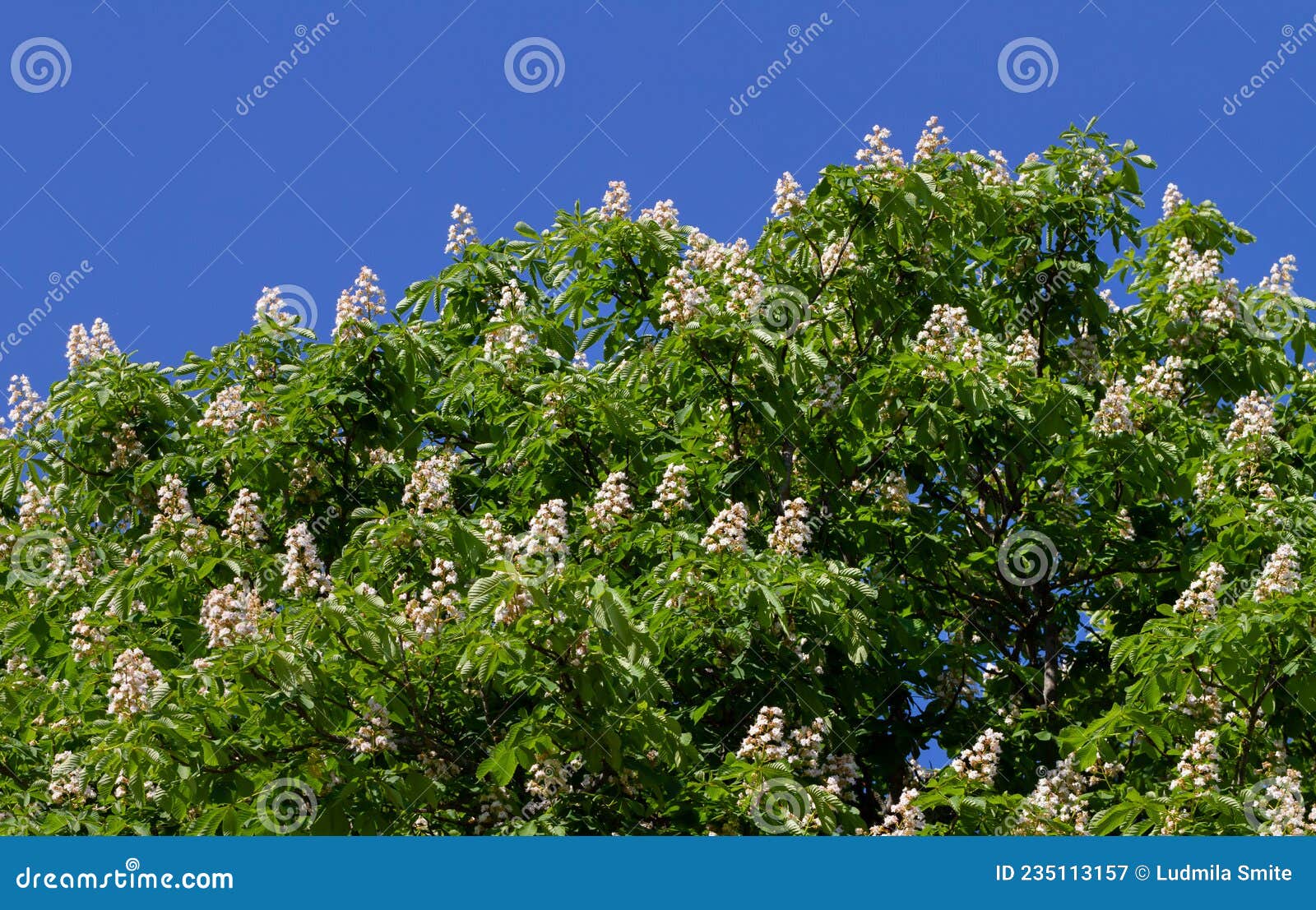 Big chestnut tree stock image. Image of beautiful, closeup - 235113157