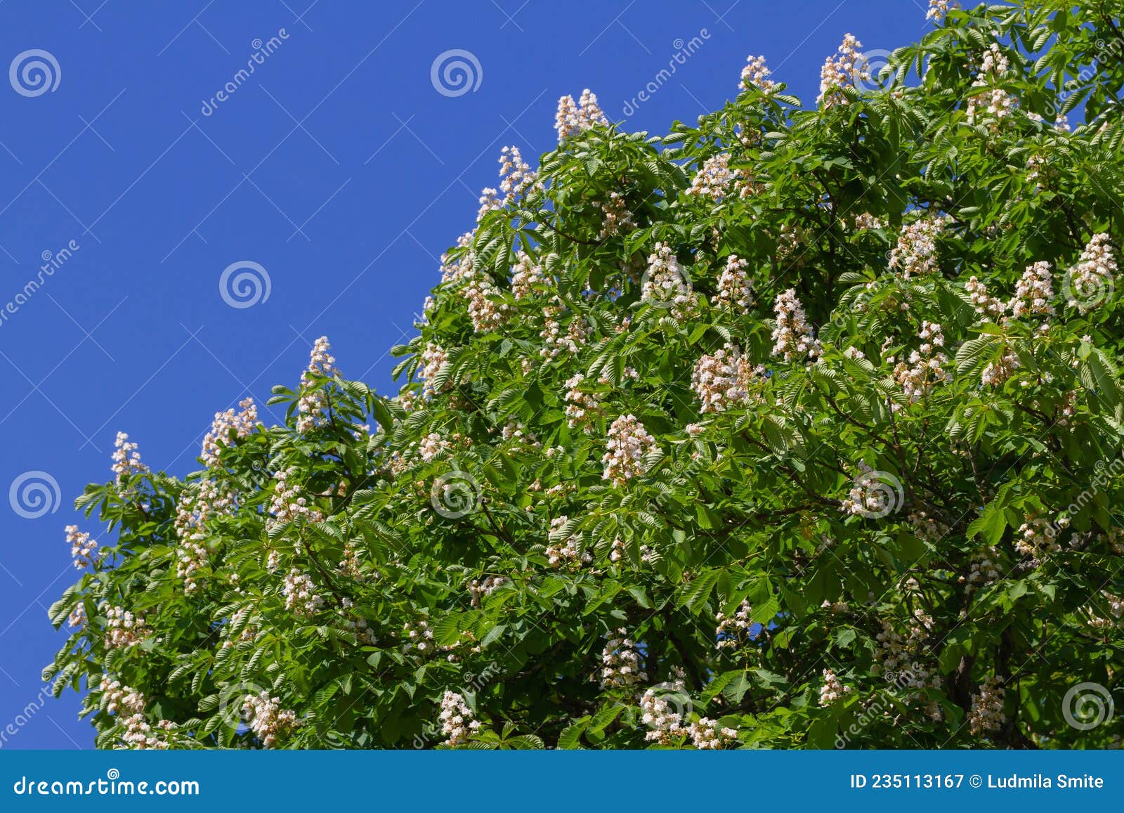 Big chestnut tree stock image. Image of natural, floral - 235113167