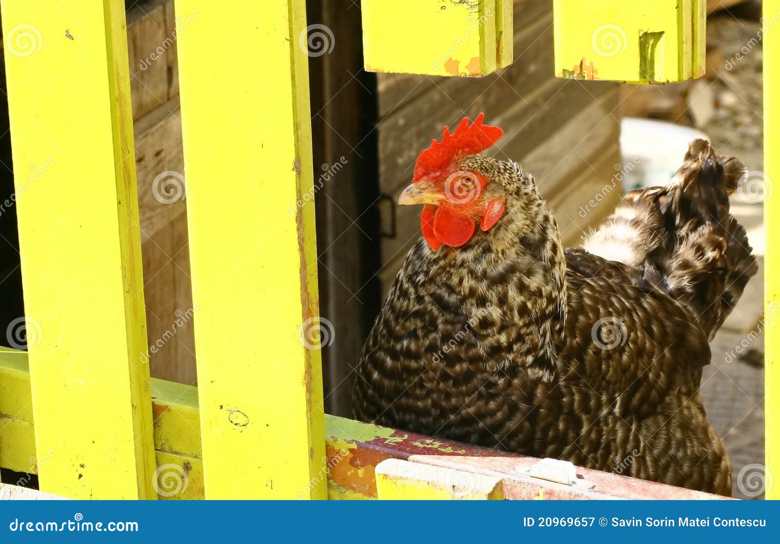 Big chicken looking at me stock image. Image of eyes - 20969657