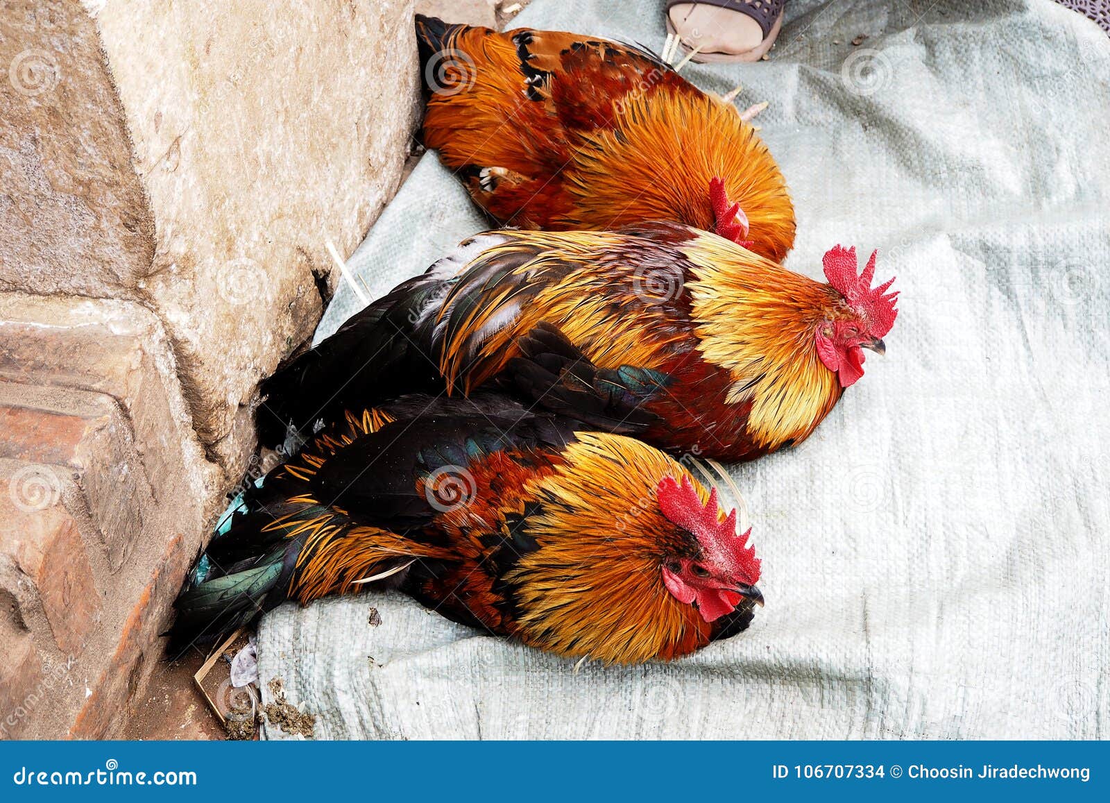 Big Chicken Sleeping in the Market Stock Photo - Image of poultry ...
