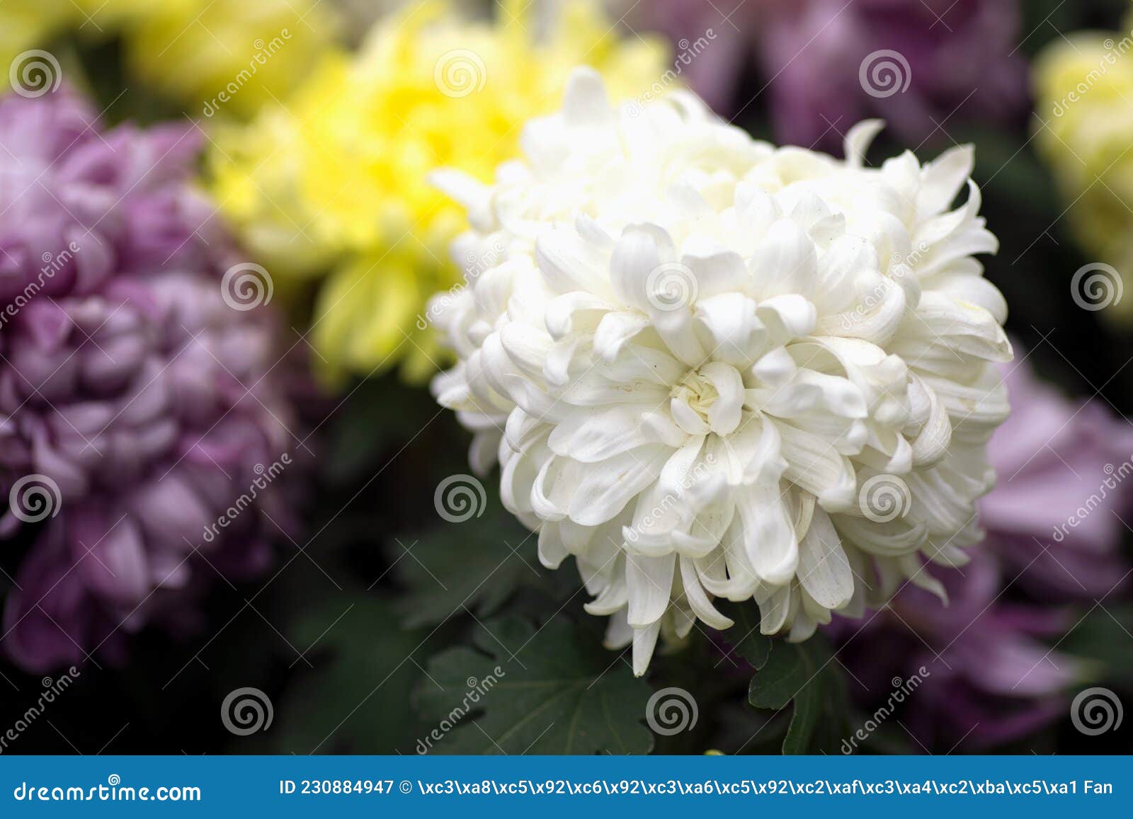 Big Chrysanthemum in Full Bloom Stock Image - Image of festival, petals ...