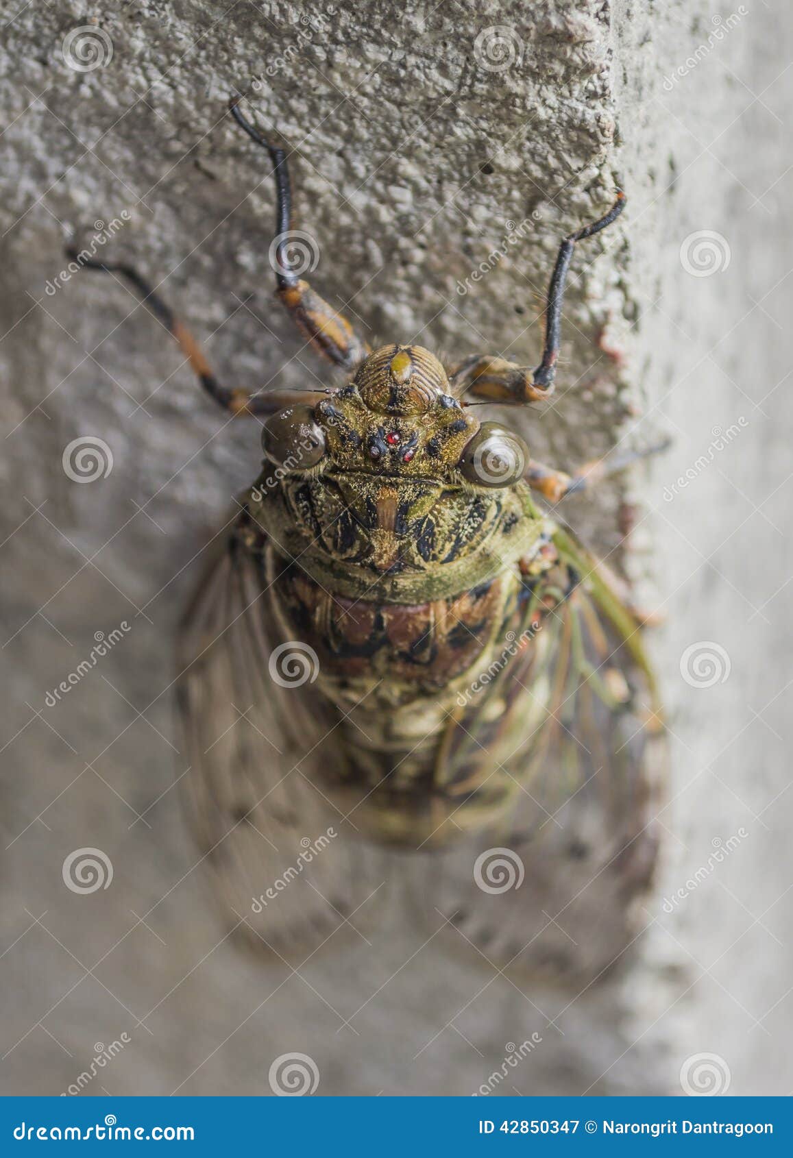 Big Cicada on grey wall stock image. Image of arthropoda - 42850347