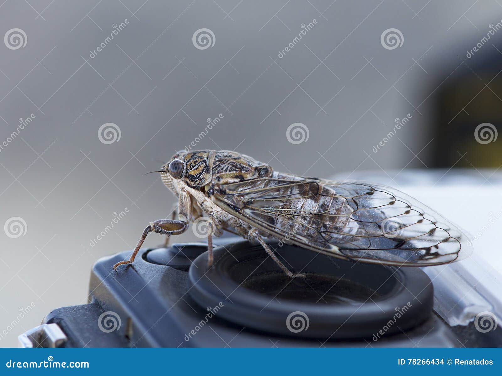 Big Cicada Sitting on a Camera, Portrait of Big Nice Insects Stock ...