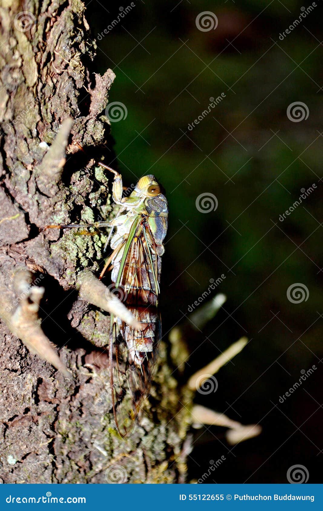 Big cicada stock image. Image of macro, cicada, large - 55122655