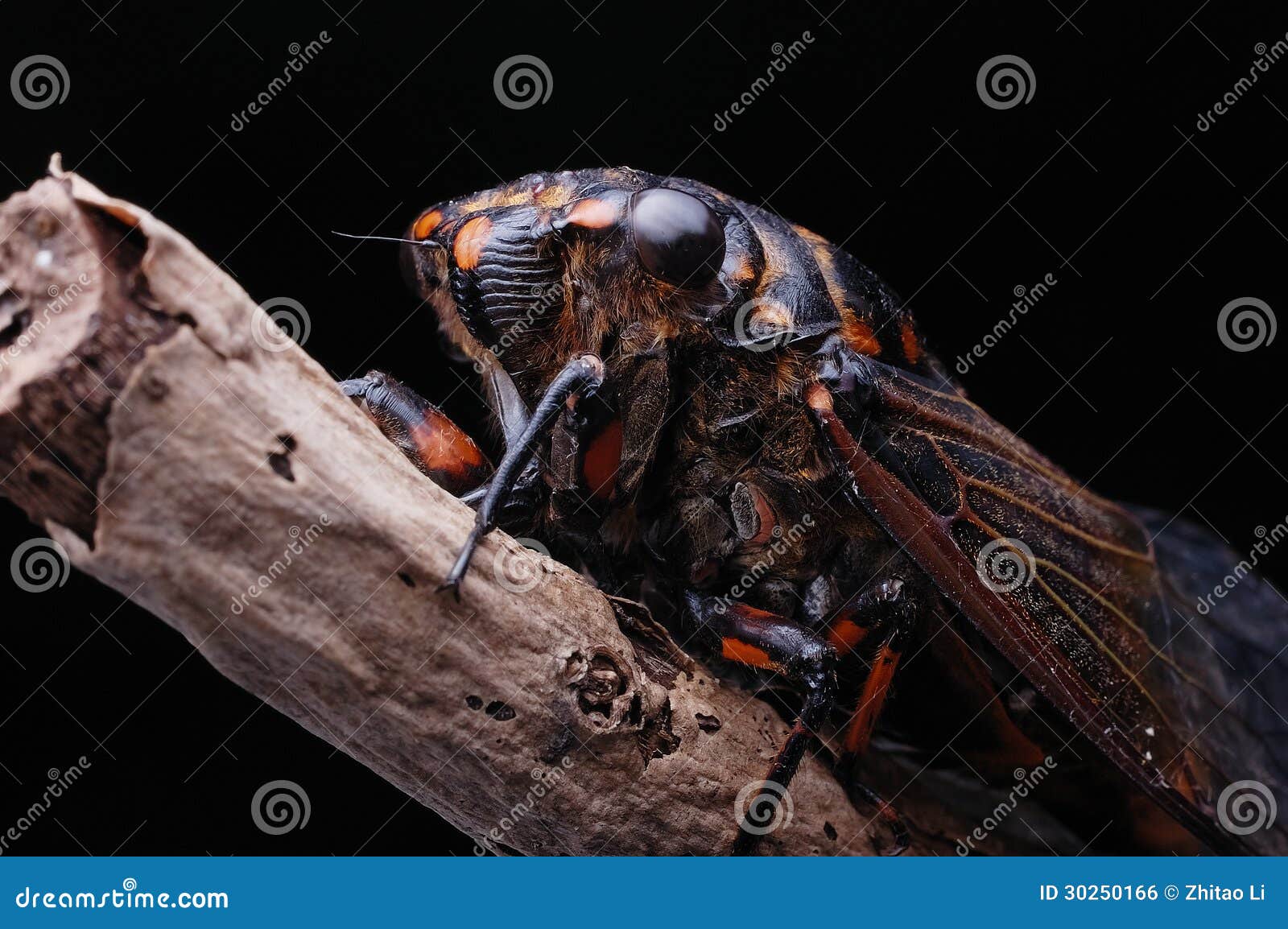 A big cicada close-up stock photo. Image of cicada, insects - 30250166