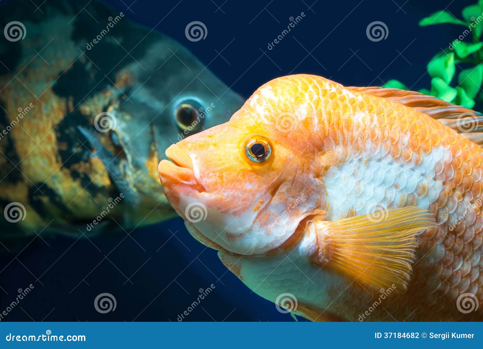 Big Cichlids in Aquarium stock photo. Image of face, nature - 37184682