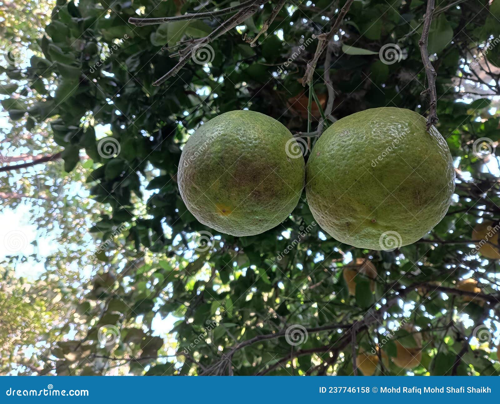 Big Citron Lemon on Branch of Hybrid Lemon Tree Stock Photo - Image of ...