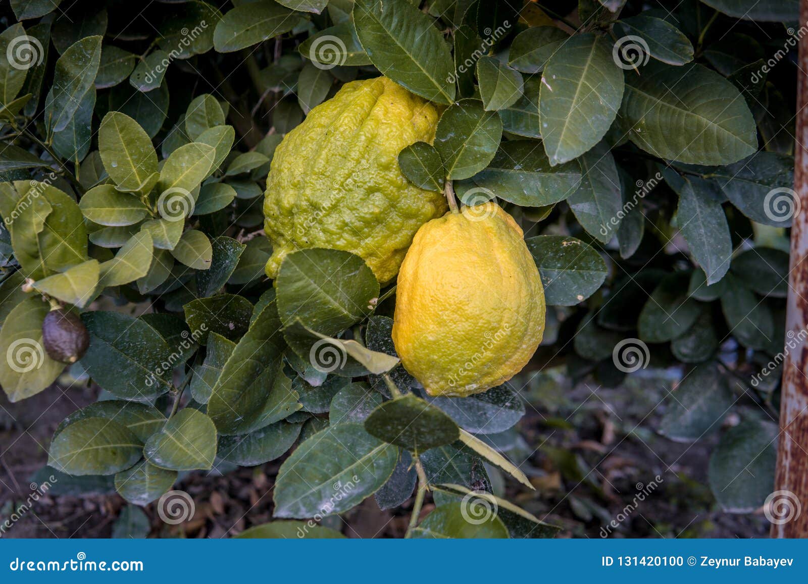 Big Citron Lemon on Branch of Hyrid Lemon Tree. Stock Photo - Image of ...