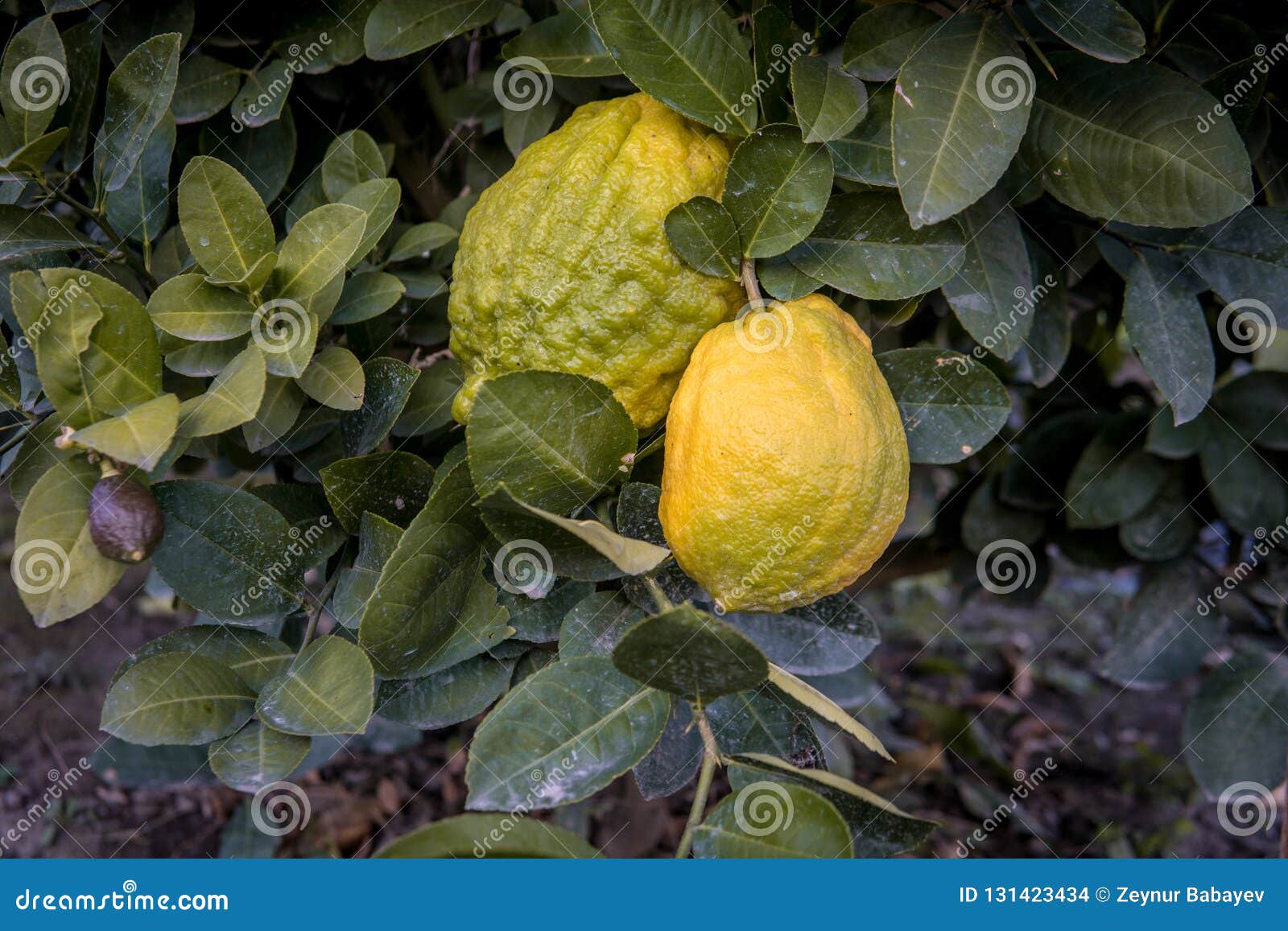 Big Citron Lemon on Branch of Hyrid Lemon Tree. Stock Photo - Image of ...