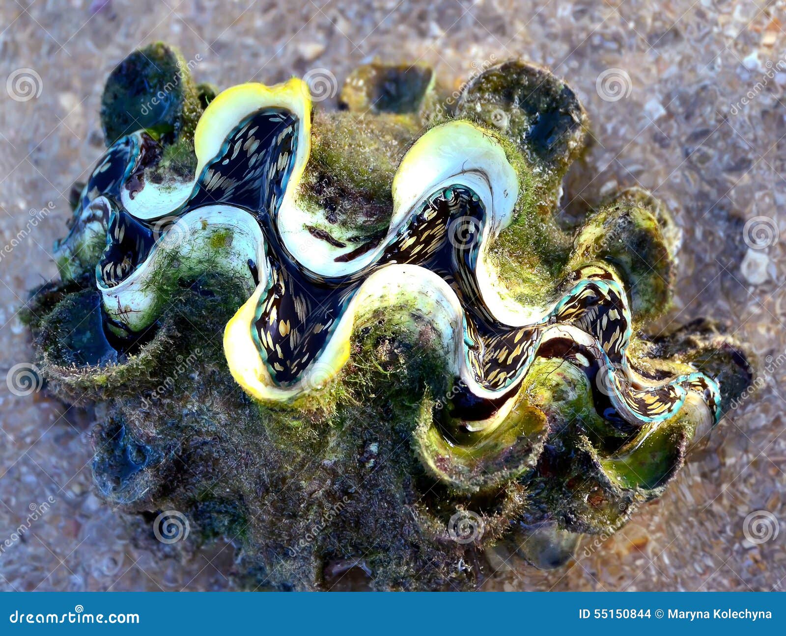 Big Tridacna stock photo. Image of dive, blue, indian - 55150844