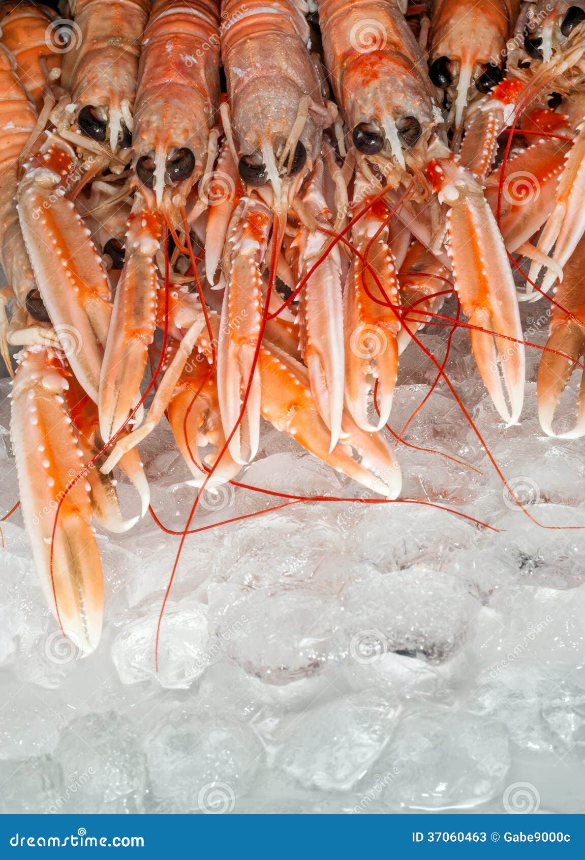 Big claw langoustines stock image. Image of pink, shell - 37060463