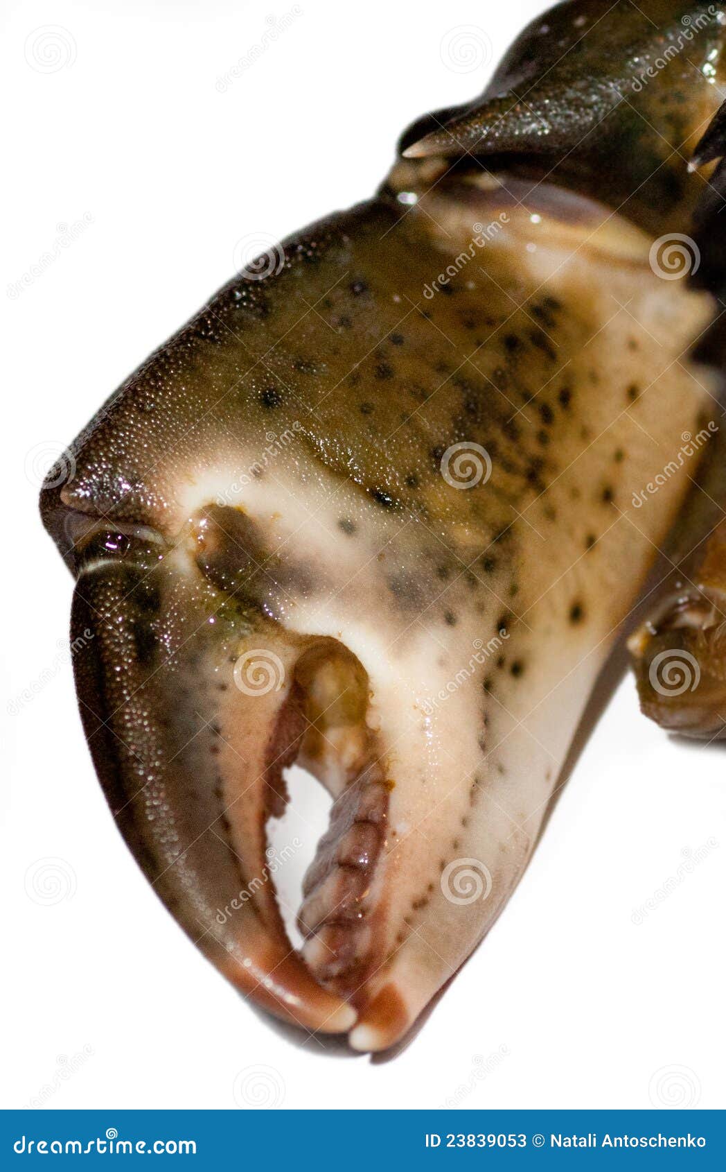Big claws of a crab stock image. Image of natural, facing - 23839053
