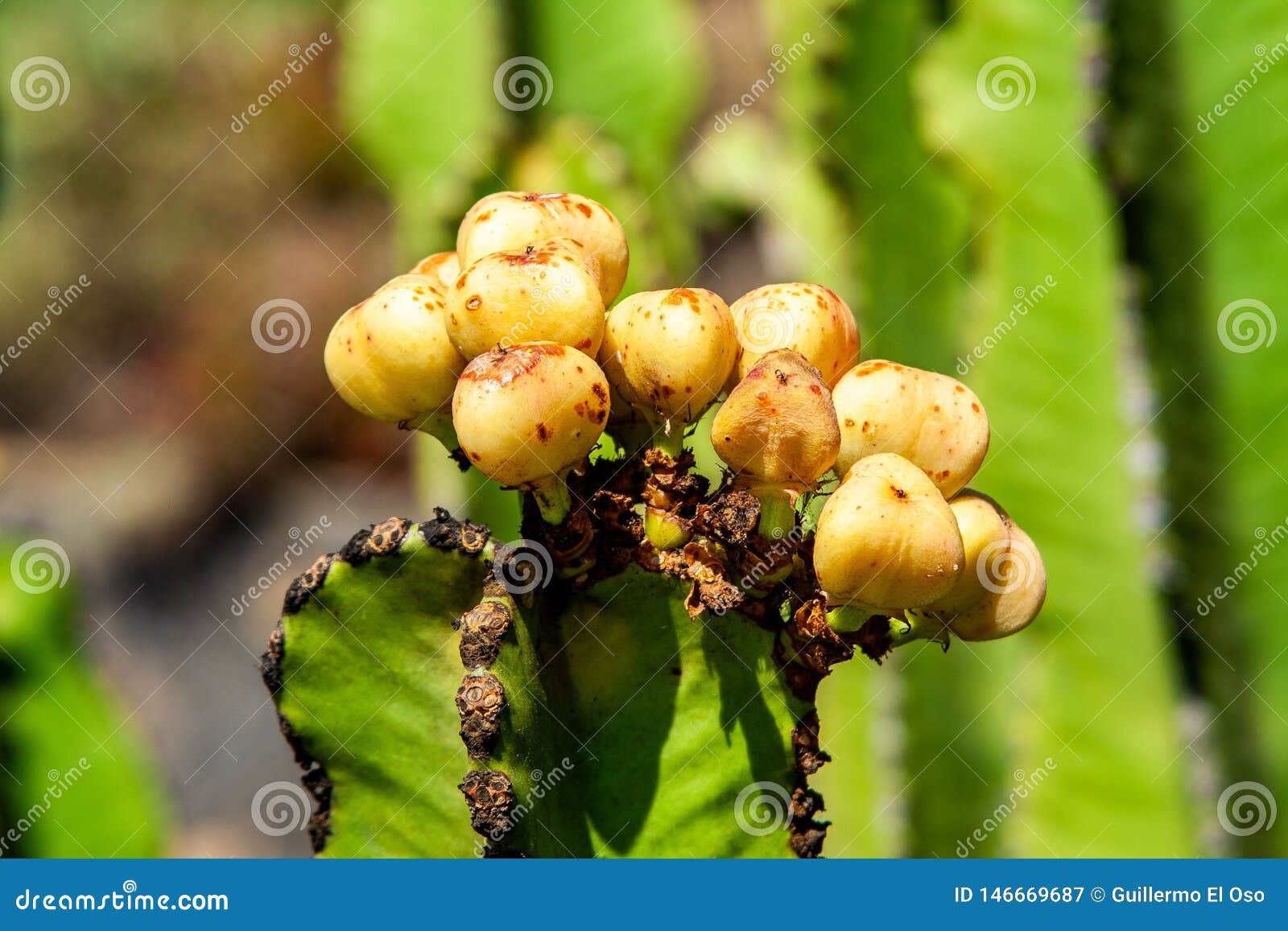 Big Close-up of Prickly Pears in Growth Stock Image - Image of ...
