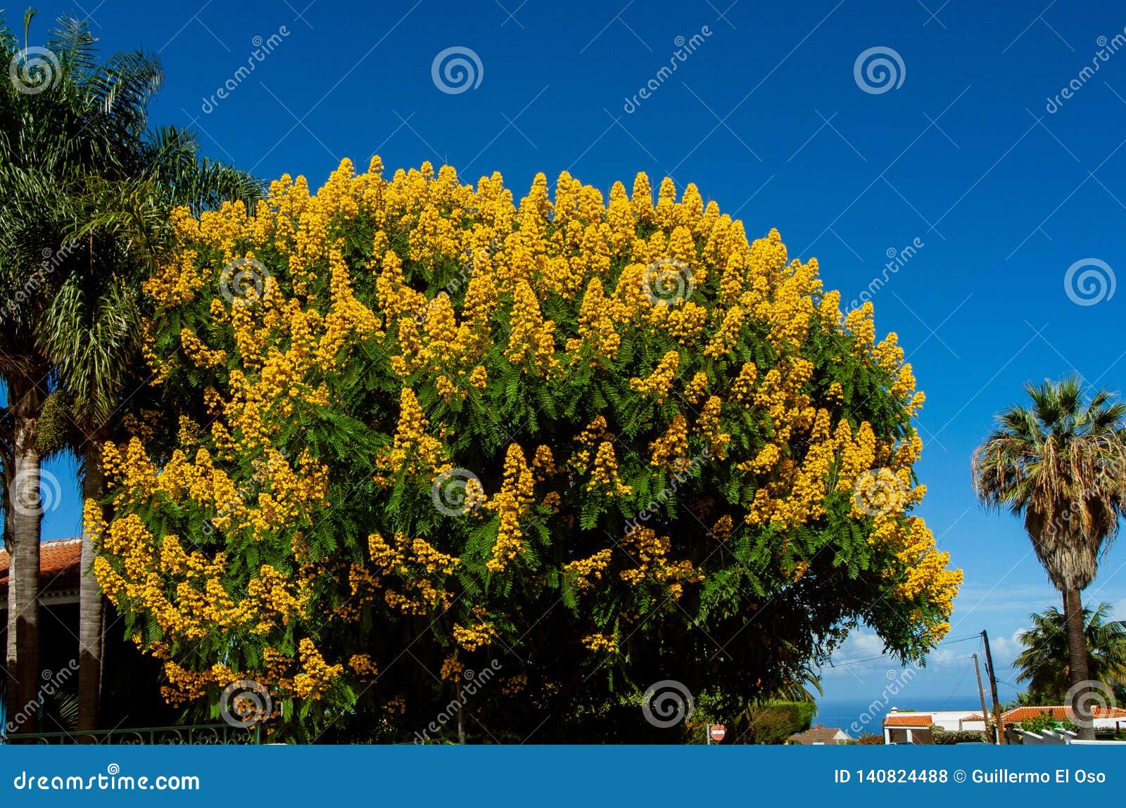 Big Close Up from a Whitebark Senna Tree Stock Photo - Image of garden ...