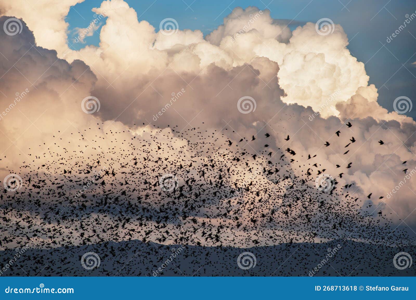 Flocks of Bird with Beautiful Clouds in Background. the Particular ...