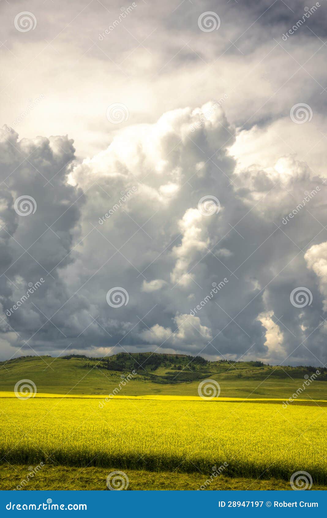 Big Clouds Over Field of Canola Stock Image - Image of thunderstorm ...