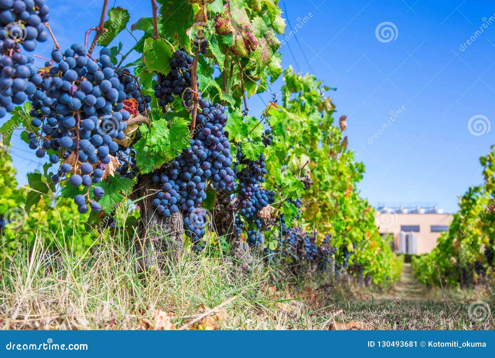 Big Cluster of Blue Grapes on a Branch Stock Image - Image of grapes ...