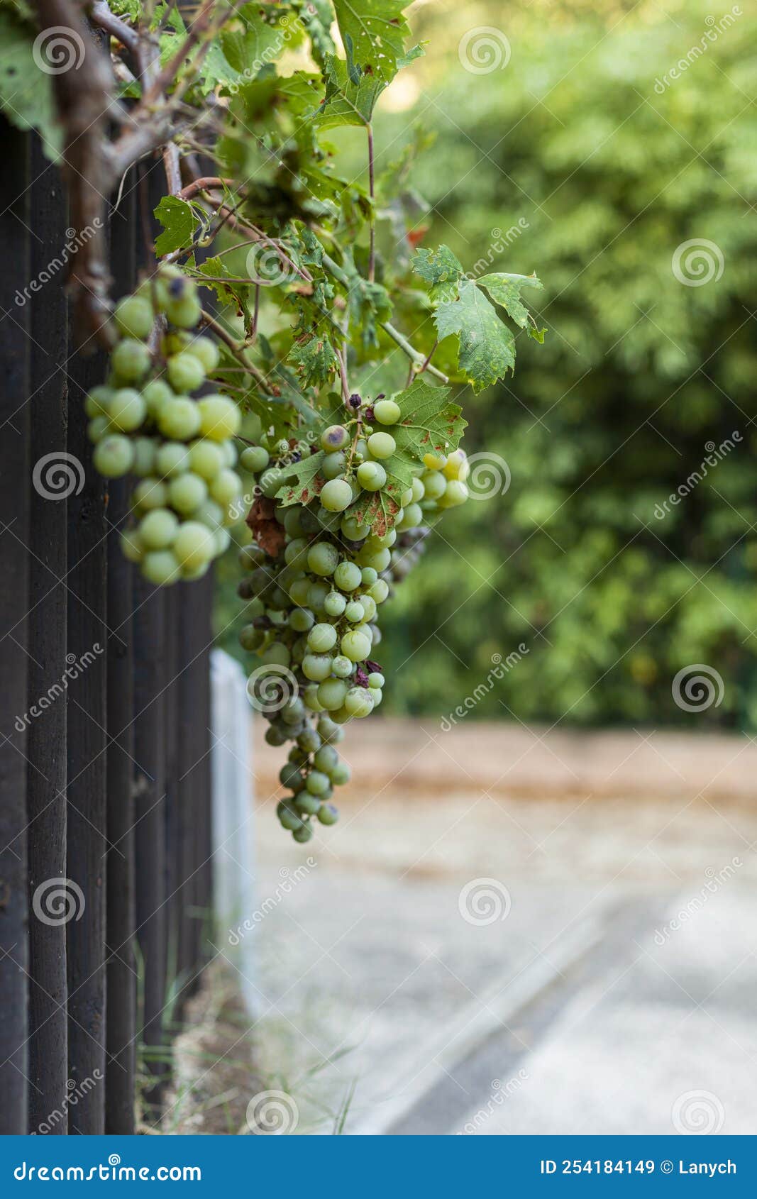 Big Cluster of Green Grapes on a Vine Tree Stock Image - Image of ...