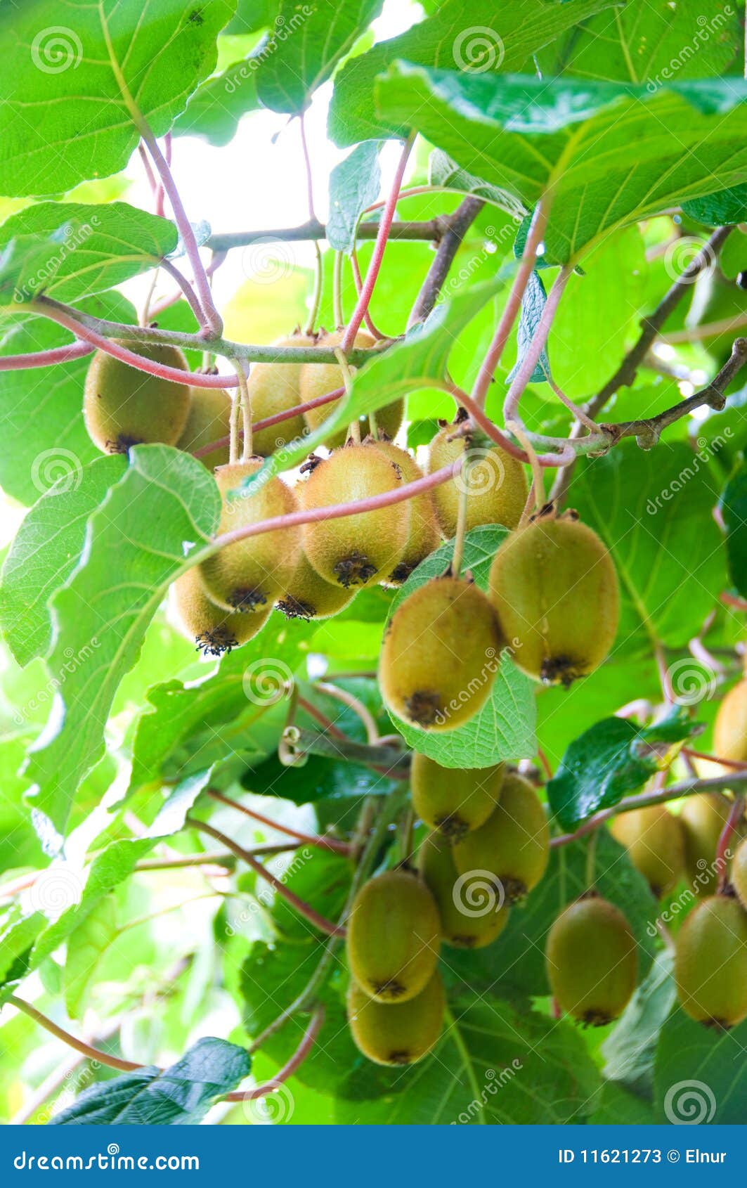 Cluster Of Kiwi Fruits On The Tree Royalty-Free Stock Photography ...