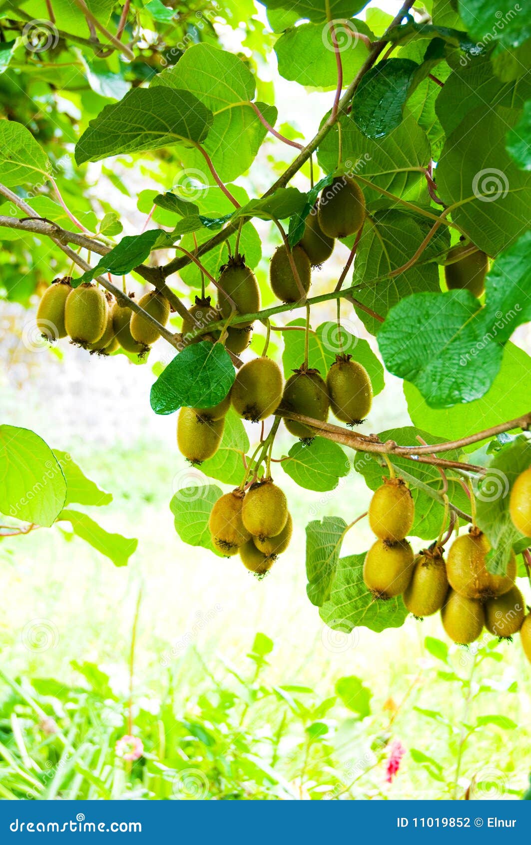 Big cluster of kiwi fruit stock photo. Image of fruit - 11019852