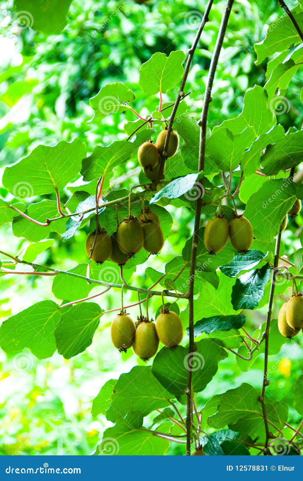 Big cluster of kiwi fruit stock image. Image of ripe - 12578831