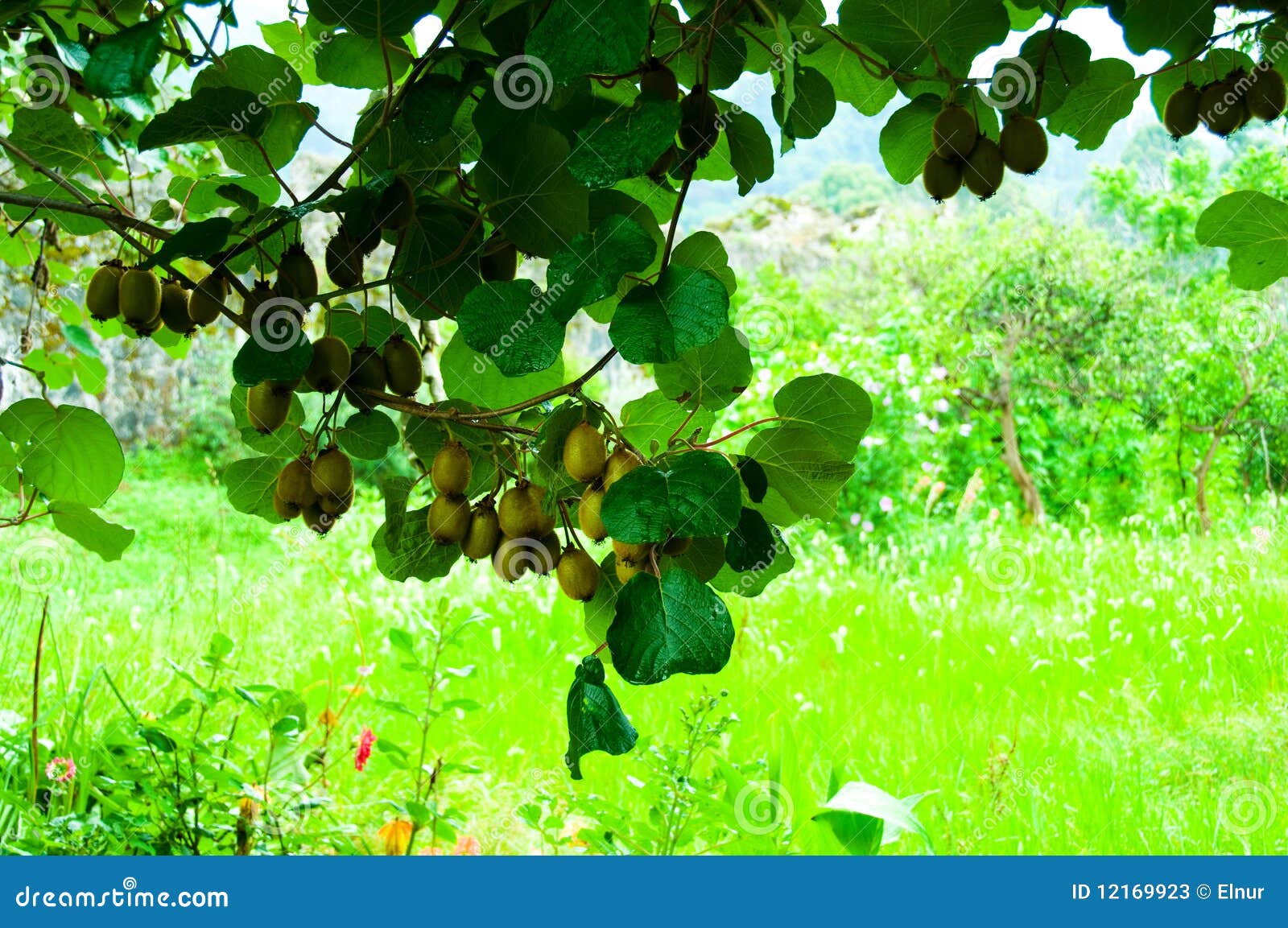 Cluster Of Kiwi Fruits On The Tree Royalty-Free Stock Photography ...