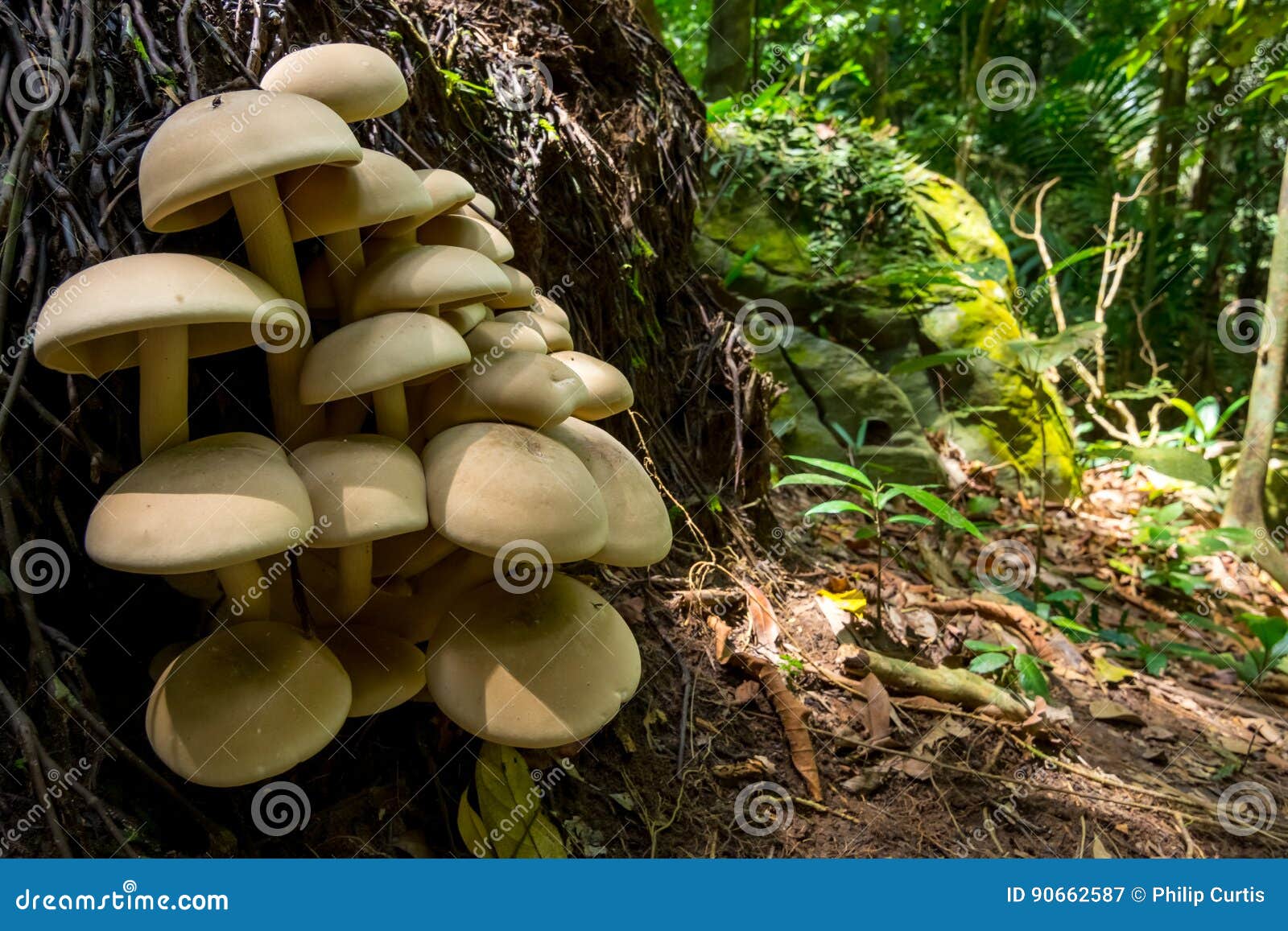 Big Cluster of Large Mushrooms Grow from the Roots Up a Fallen T Stock ...