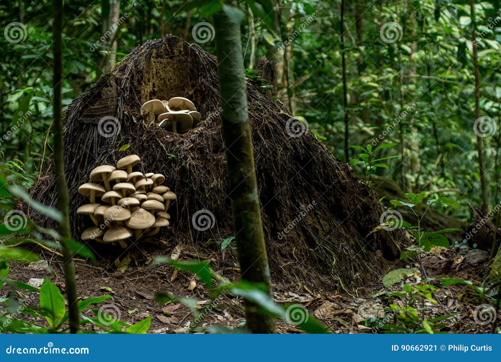 Big Cluster of Large Mushrooms Grow from the Roots Up a Fallen T Stock ...