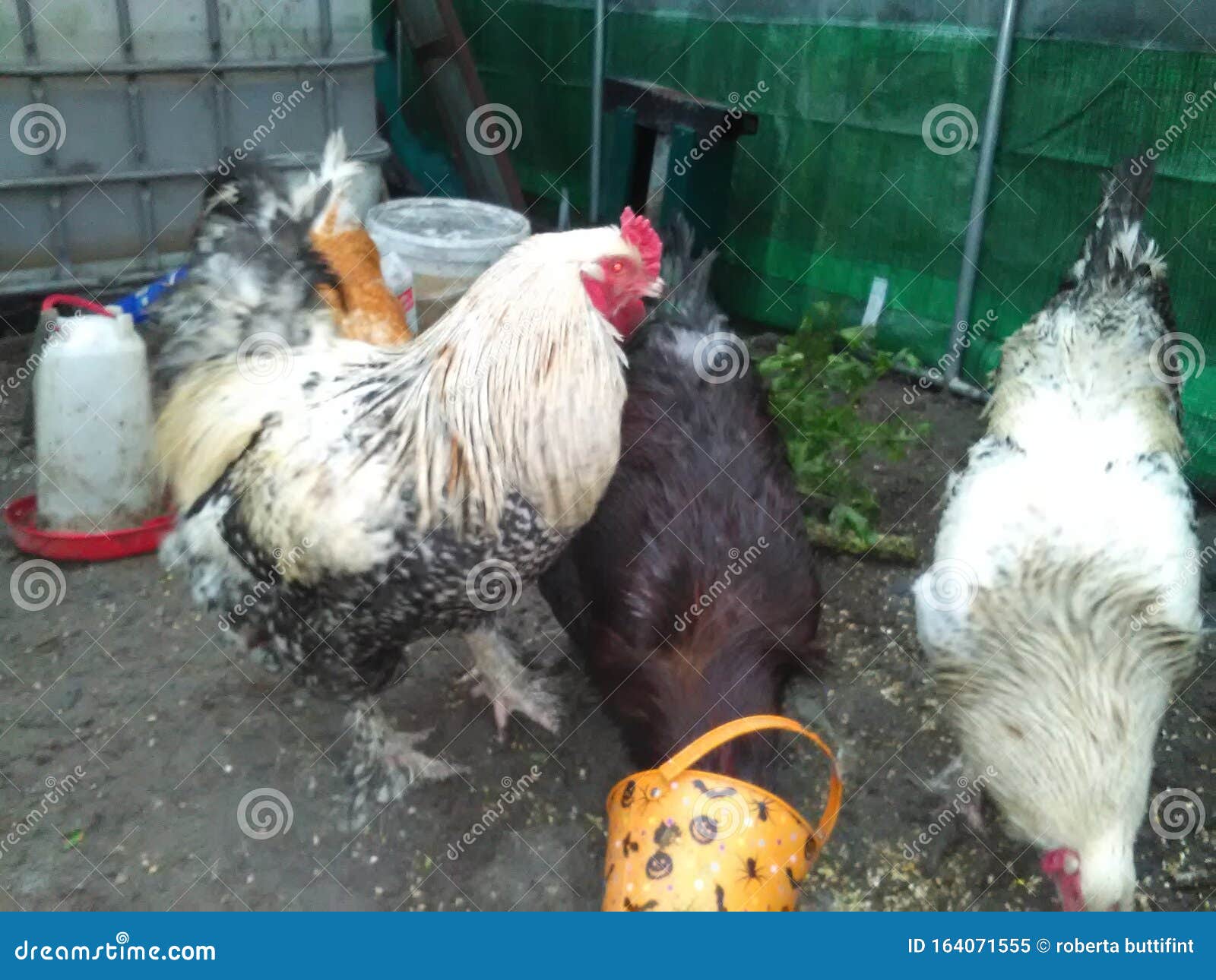 Big cockerels stock image. Image of cockerels, feisty - 164071555