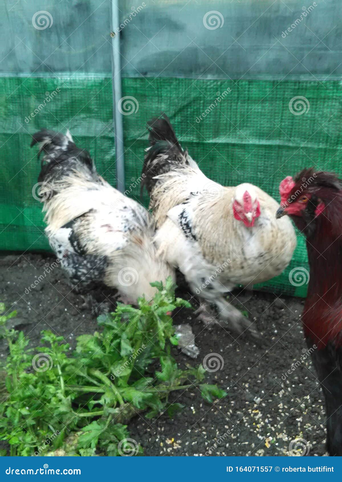 Big cockerels stock image. Image of feeding, multicoloured - 164071557