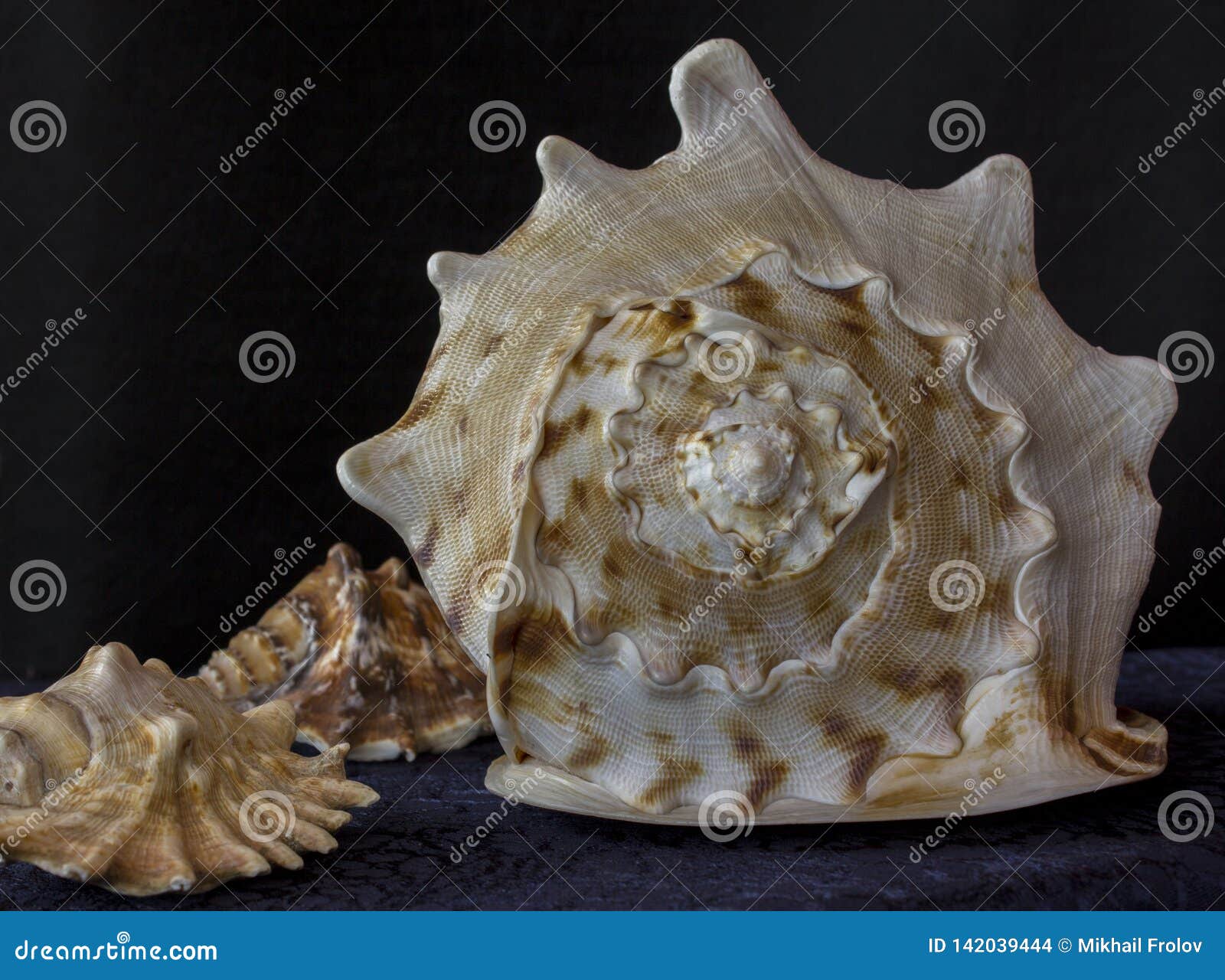 Big Cockleshell. Close Up Snail Conch Texture Stock Photo - Image of ...