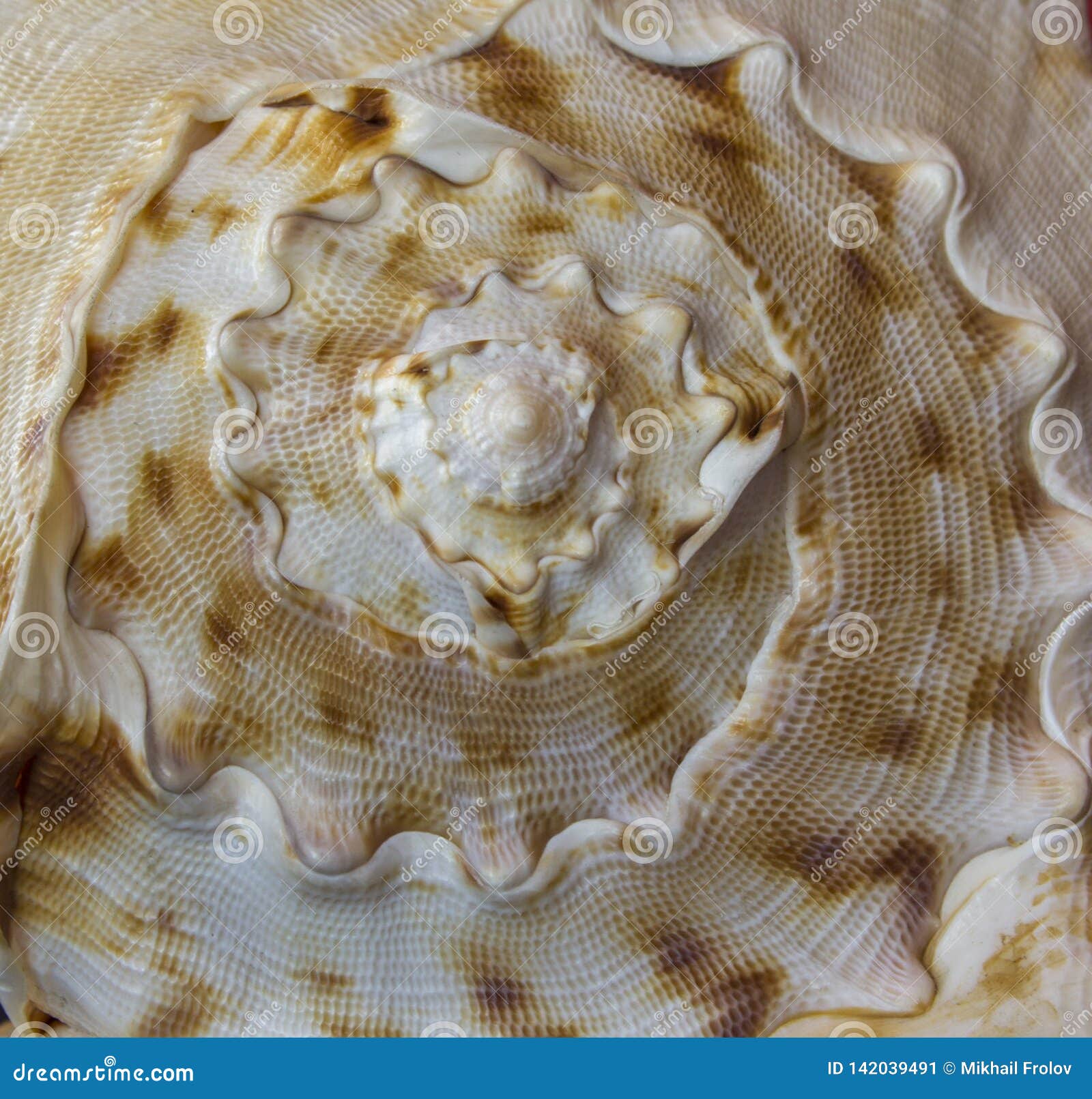 Big Cockleshell. Close Up Snail Conch Texture Stock Image - Image of ...