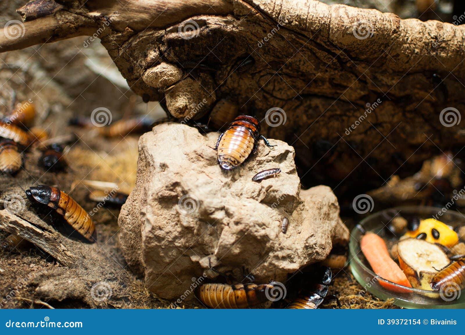 A Lot Of Cockroaches Are Sitting On A White Wooden Shelf. The German ...