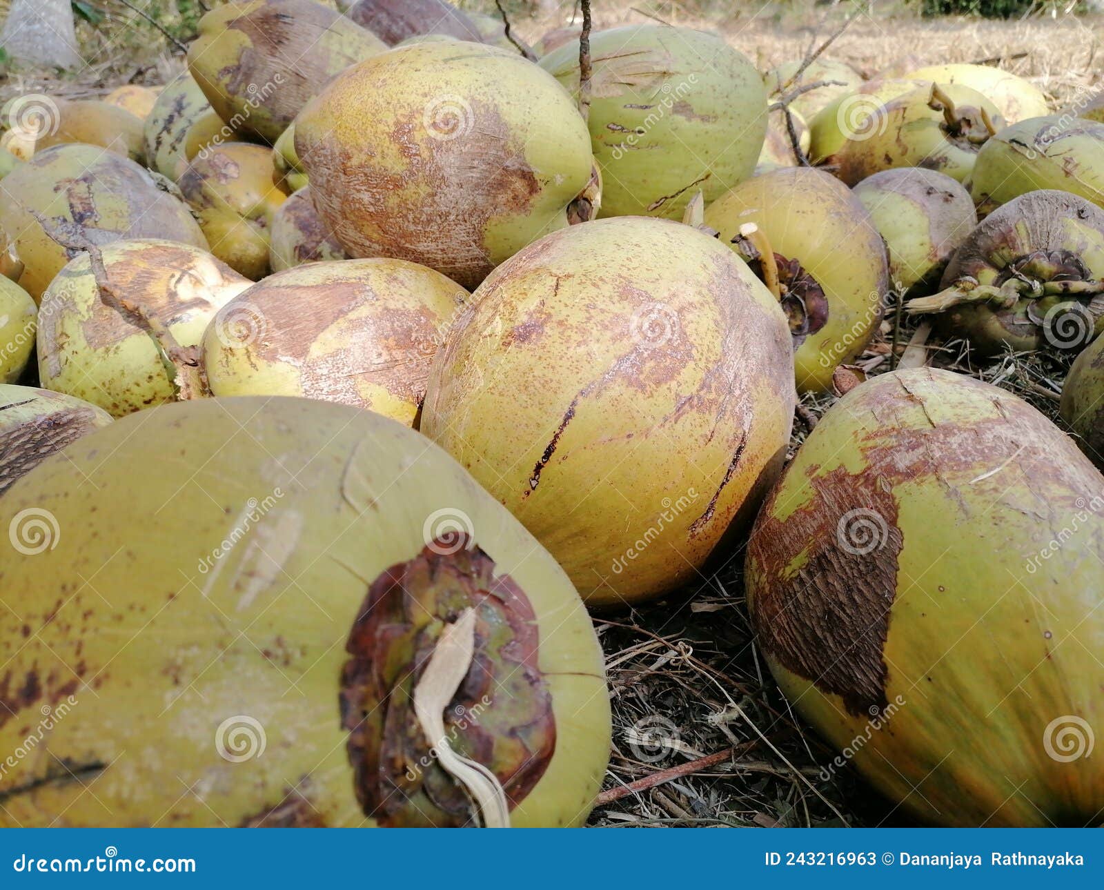 Big Coconut in sri lanka stock image. Image of coconut - 243216963