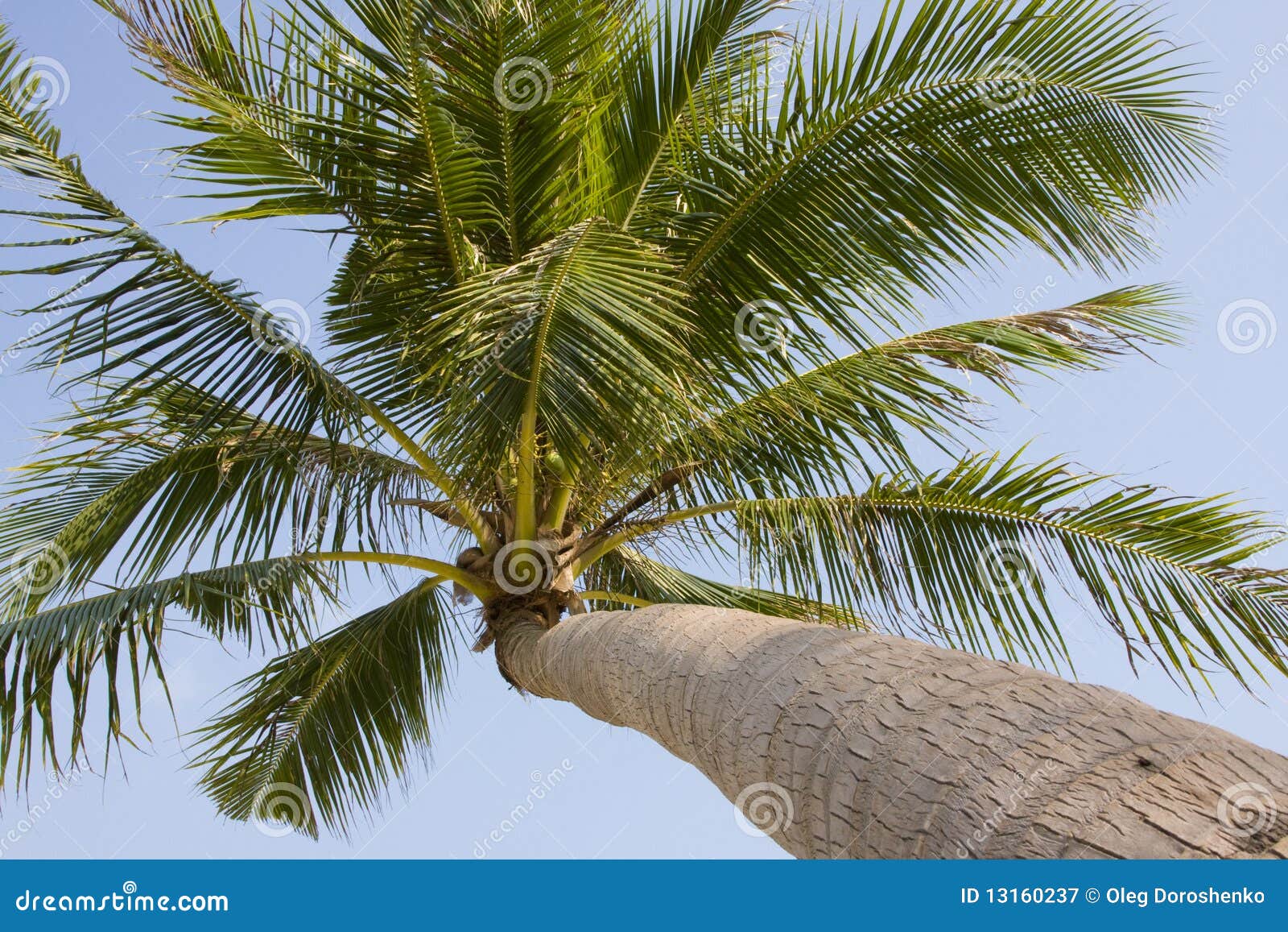 Big coconut tree stock image. Image of trunk, subtropical - 13160237