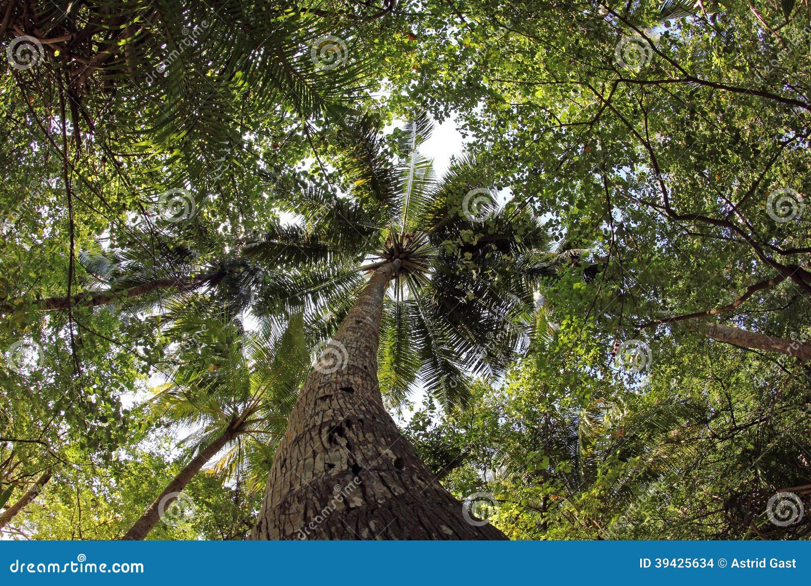 The big coconut tree stock photo. Image of rears, palms - 39425634