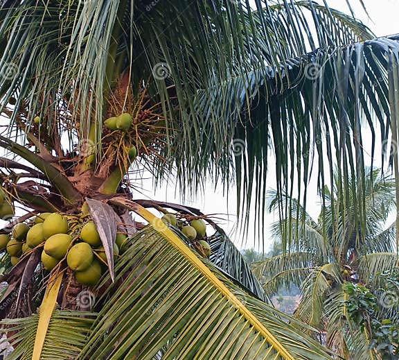 Big Coconuts on Tall Coconut Tree Stock Photo - Image of food, resort ...