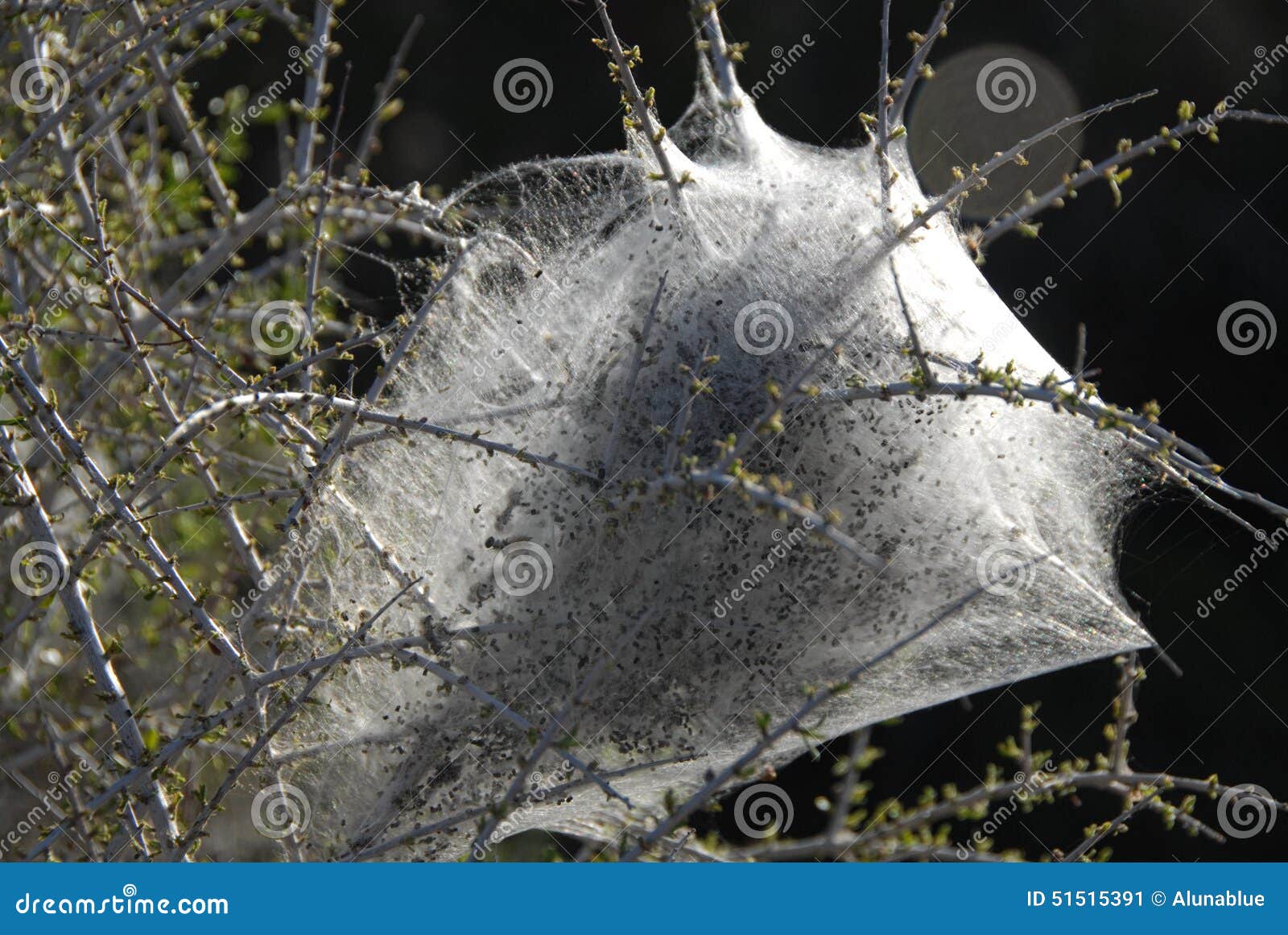 Big Cocoon stock image. Image of diaphanous, butterfly - 51515391