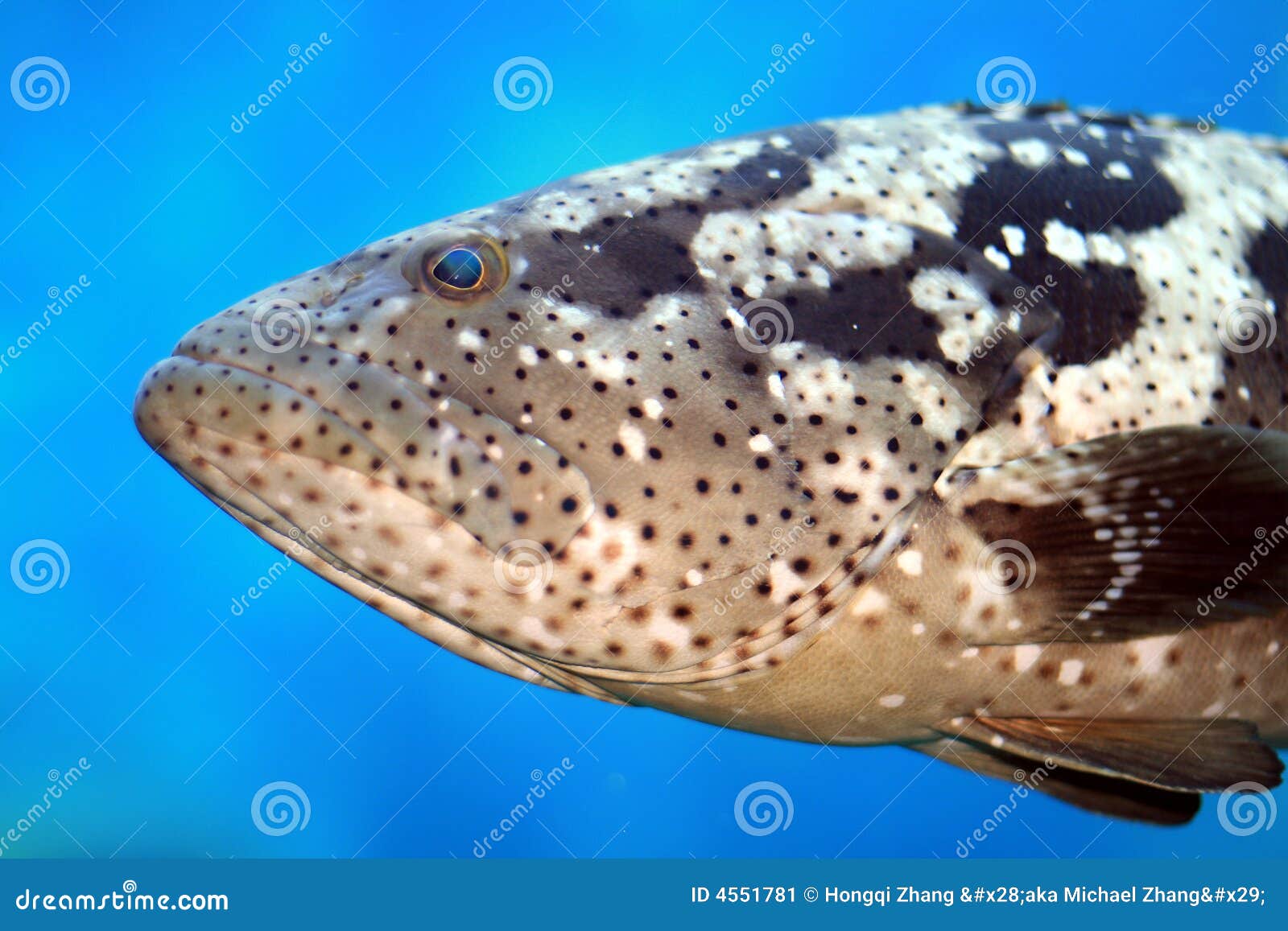 Big cod stock image. Image of south, aquarium, diving - 4551781