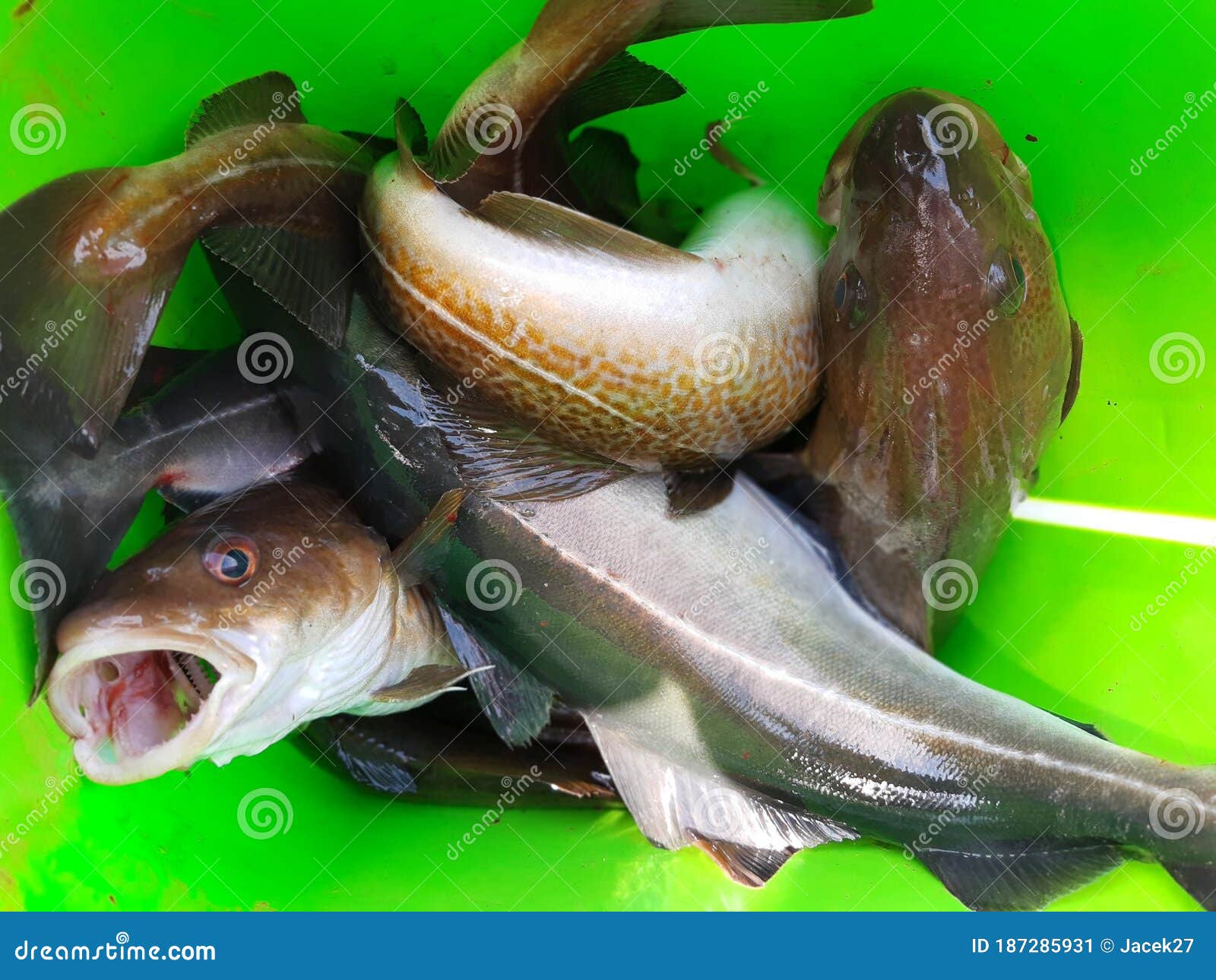 Big Cod on Baltic sea. stock image. Image of eating - 187285931