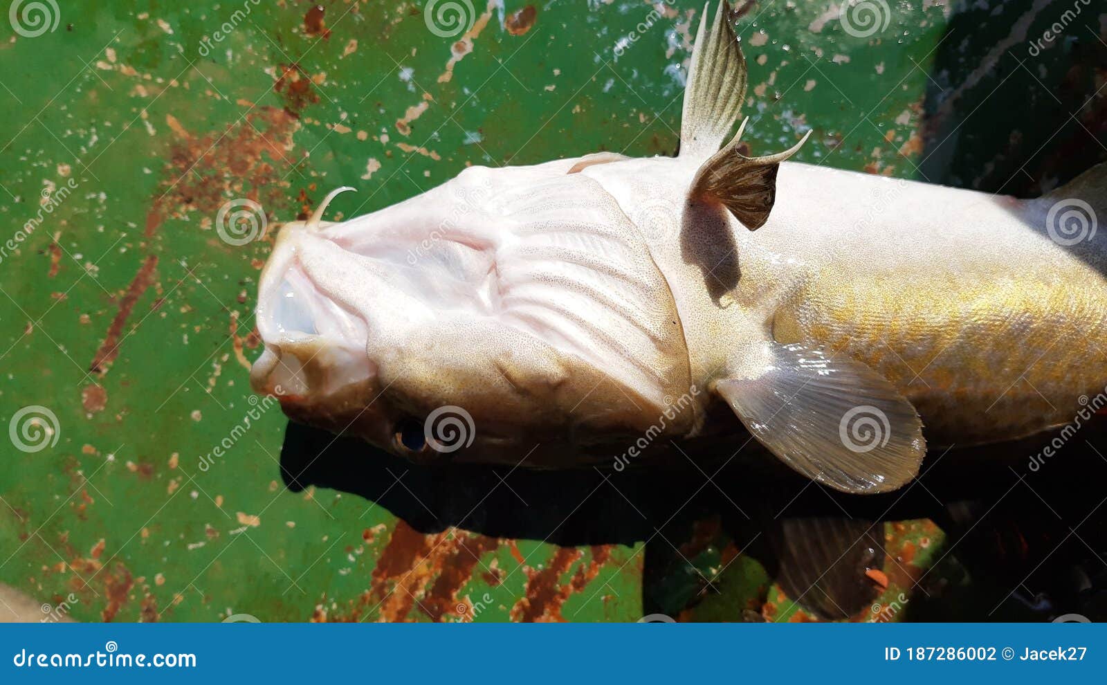 Big Cod on Baltic sea. stock photo. Image of fishing - 187286002