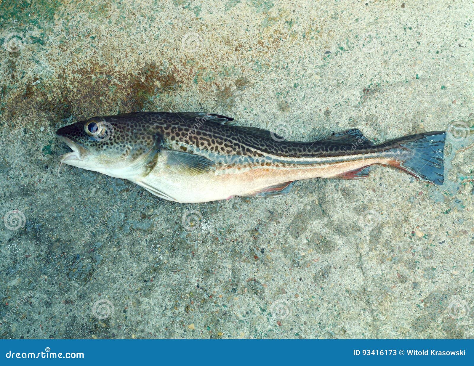 Big cod fish stock image. Image of codfish, trophy, predator - 93416173
