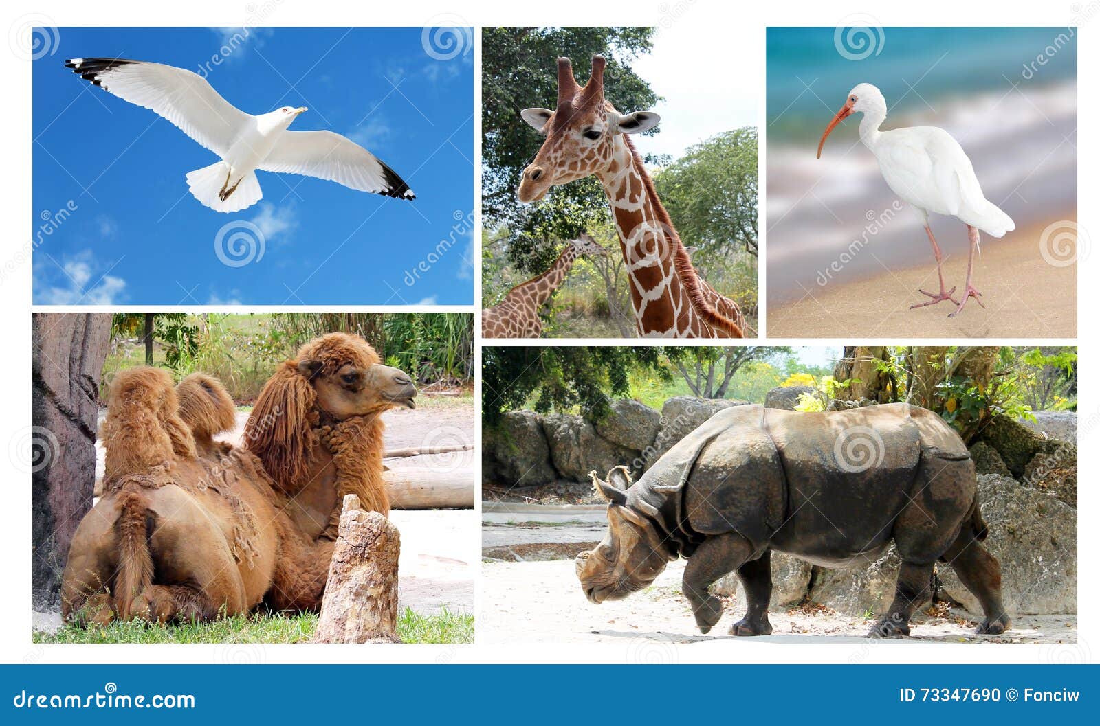 Big Collage Wild Life Animals Stock Photo - Image of chimpanzee ...
